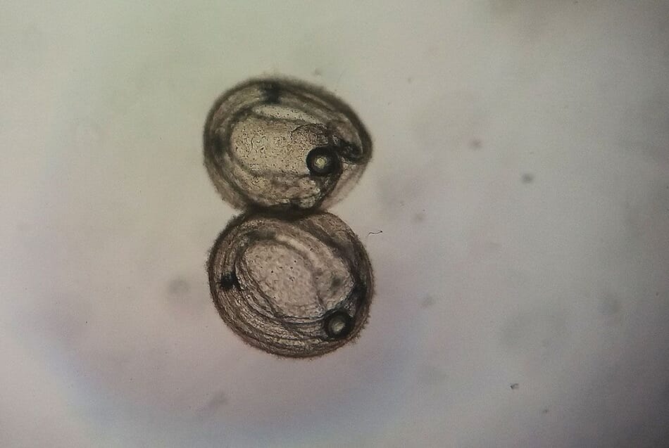 A clean break for Chilean aquaculture | The Fish Site