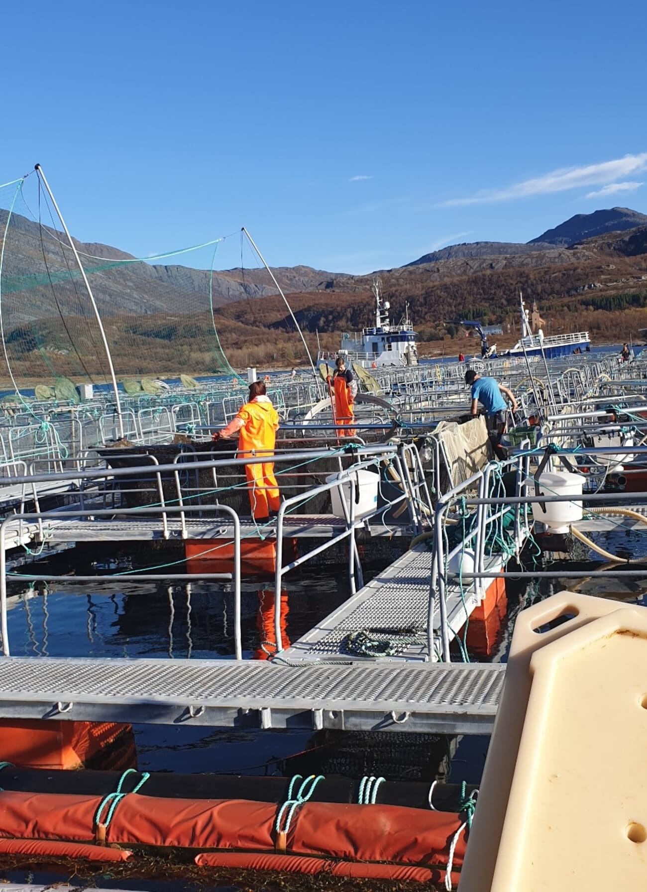 How breeding can improve lice-eating efficacy of lumpfish in salmon ...