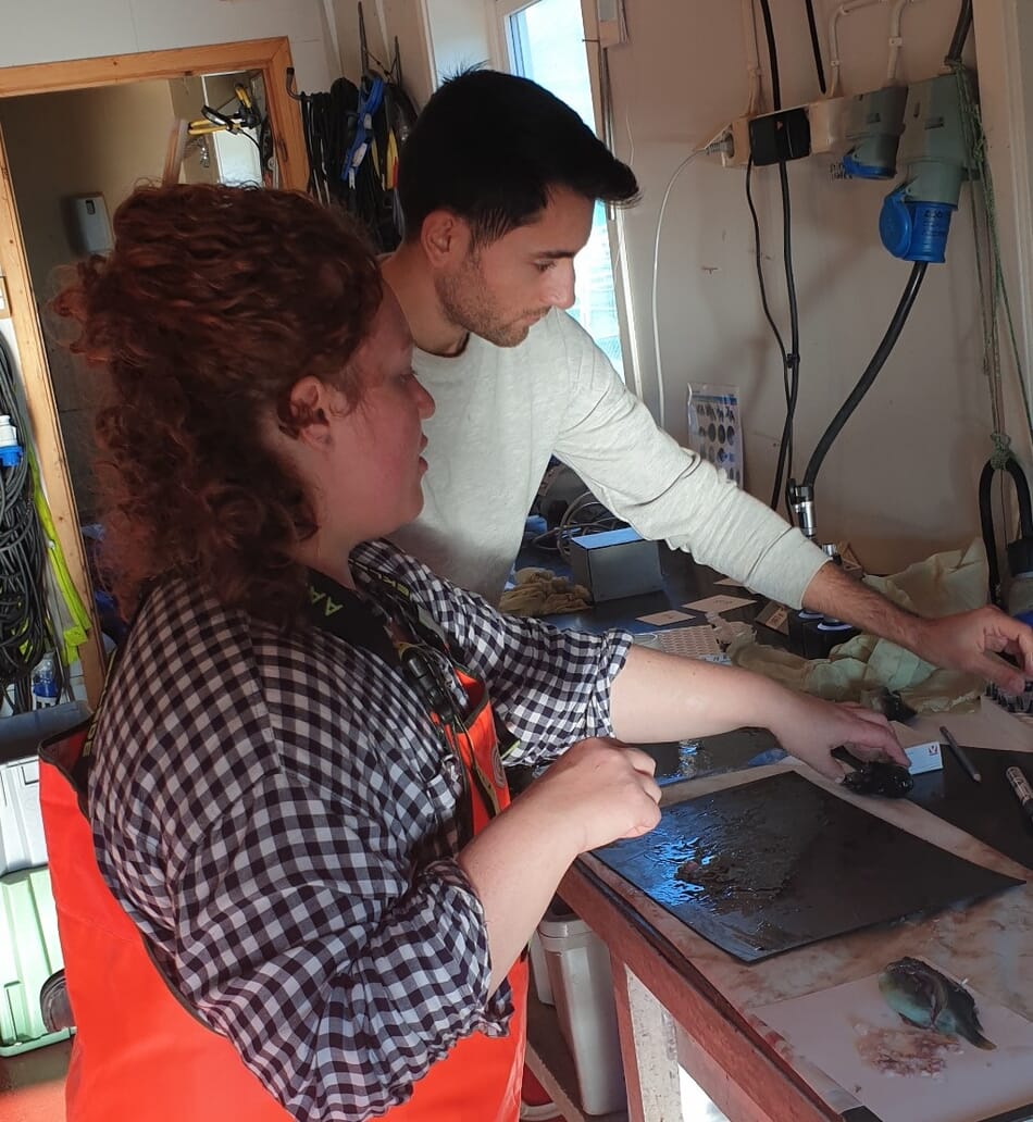How breeding can improve lice-eating efficacy of lumpfish in salmon ...