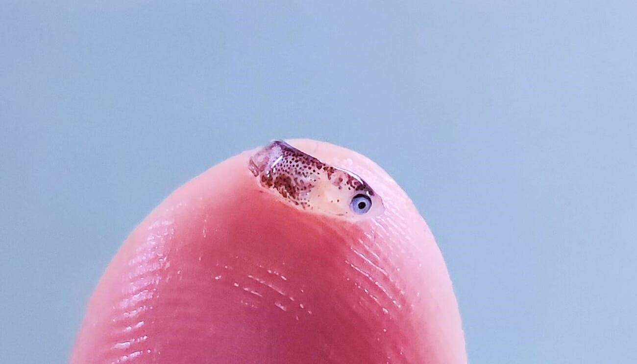 New aquatic pathogen detected | The Fish Site