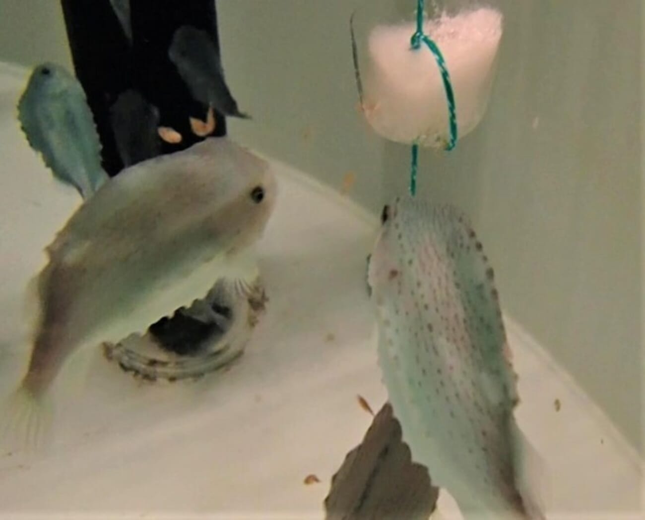 Why lumpfish benefit from live feeds | The Fish Site