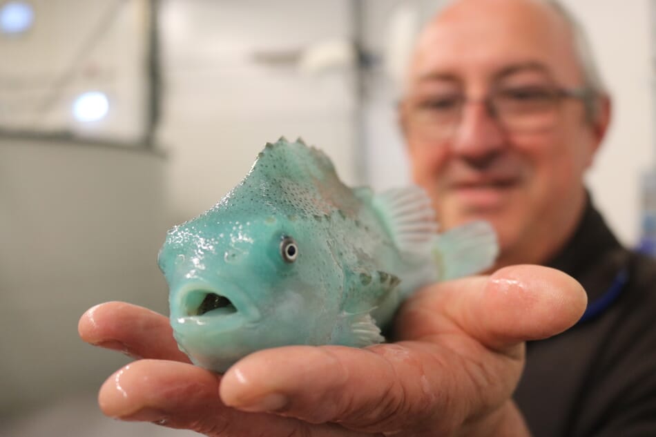 An expert’s take on lumpfish research | The Fish Site