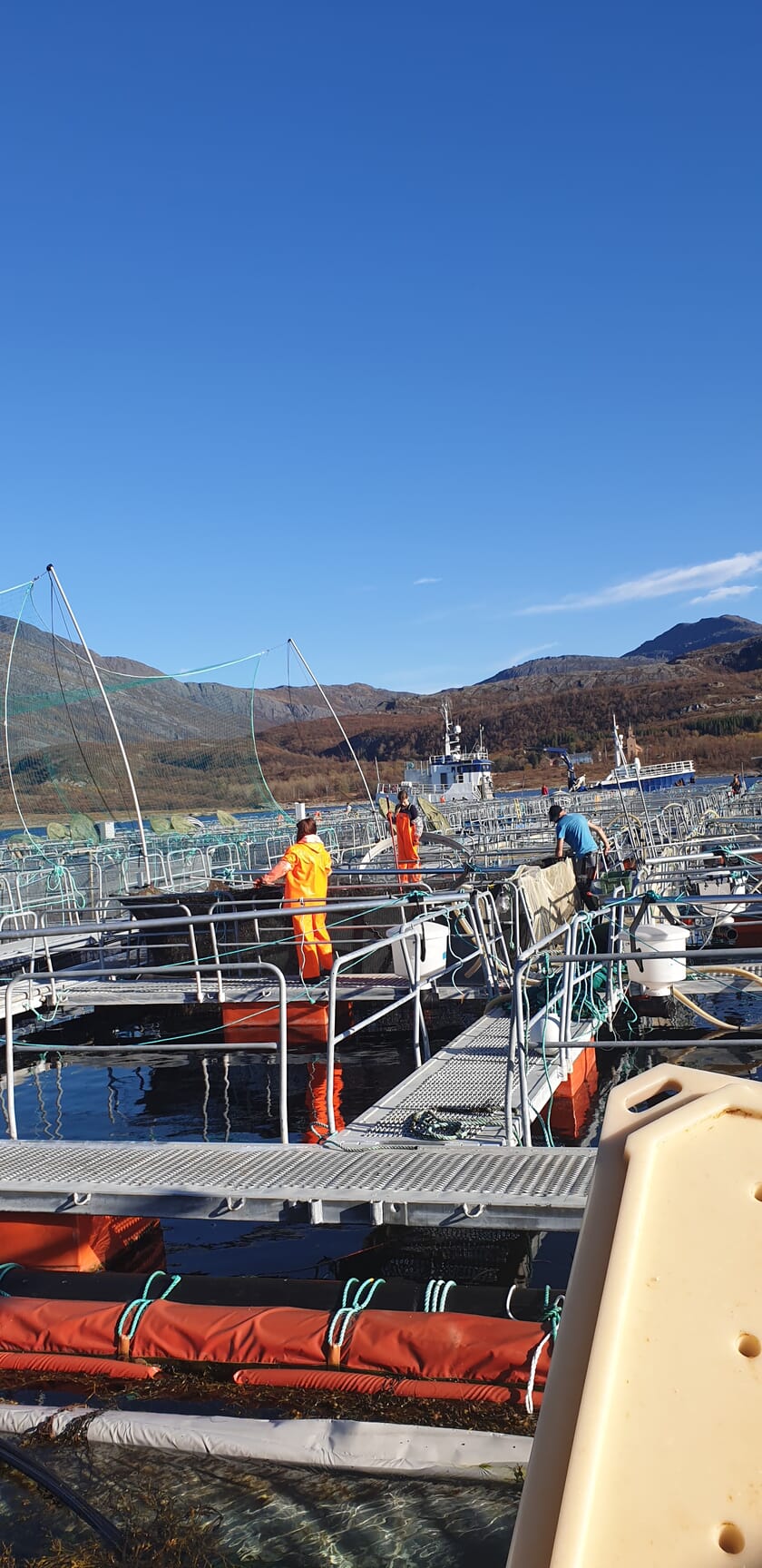 An expert’s take on lumpfish research | The Fish Site