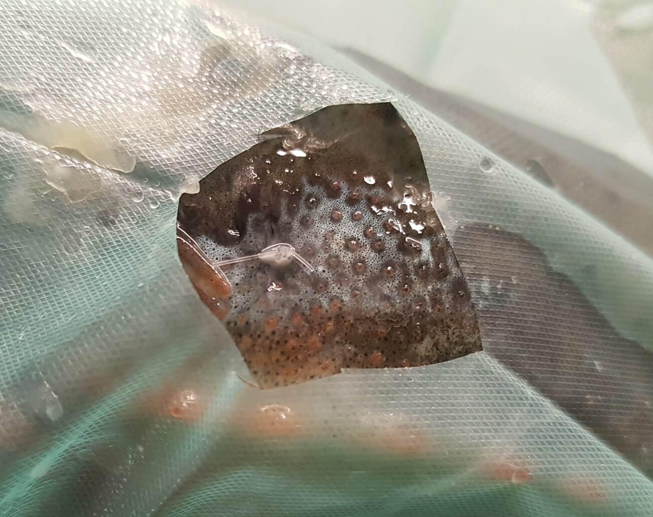 How keyhole surgery is improving lumpfish welfare and production ...