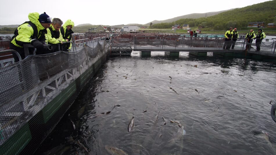 Emerging science gives Norcod a path to further expansion | The Fish Site