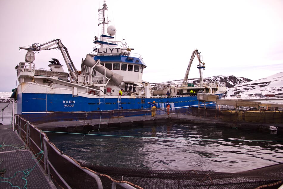 Industry backs capture-based cod aquaculture | The Fish Site