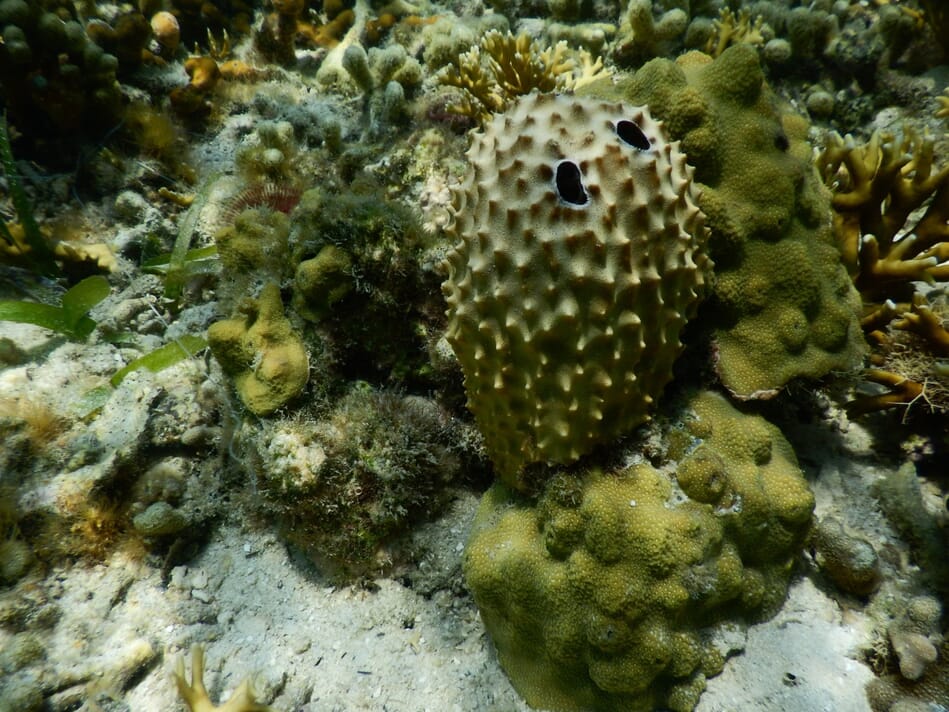 How sponges adapt to climate change | The Fish Site
