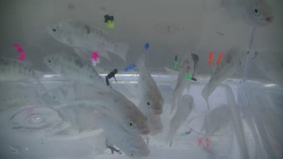 The pros and cons of tagging farmed fish | The Fish Site