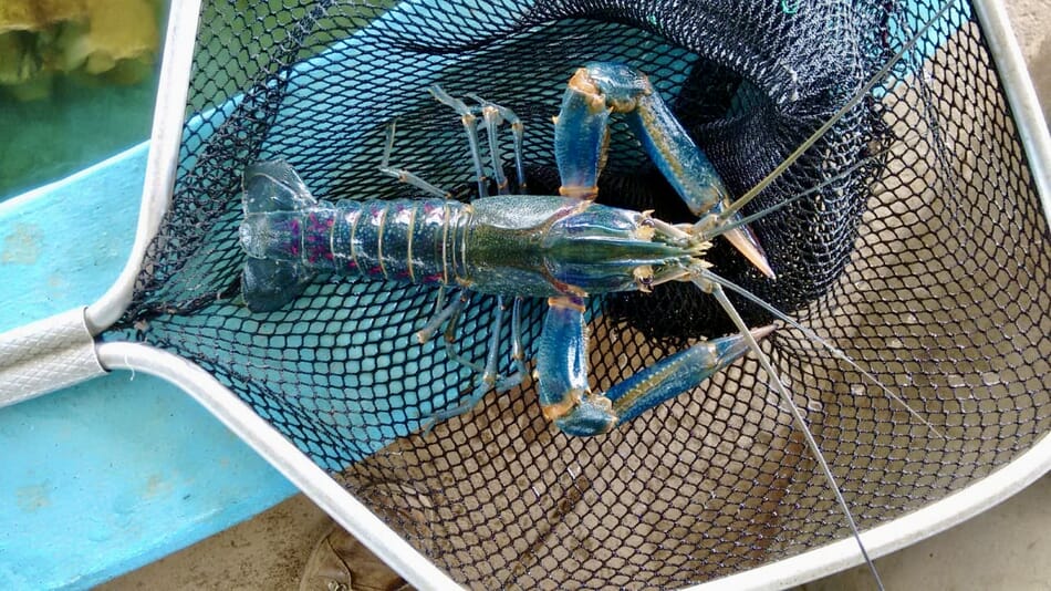 Dorset to host UK's first redclaw crayfish RAS | The Fish Site