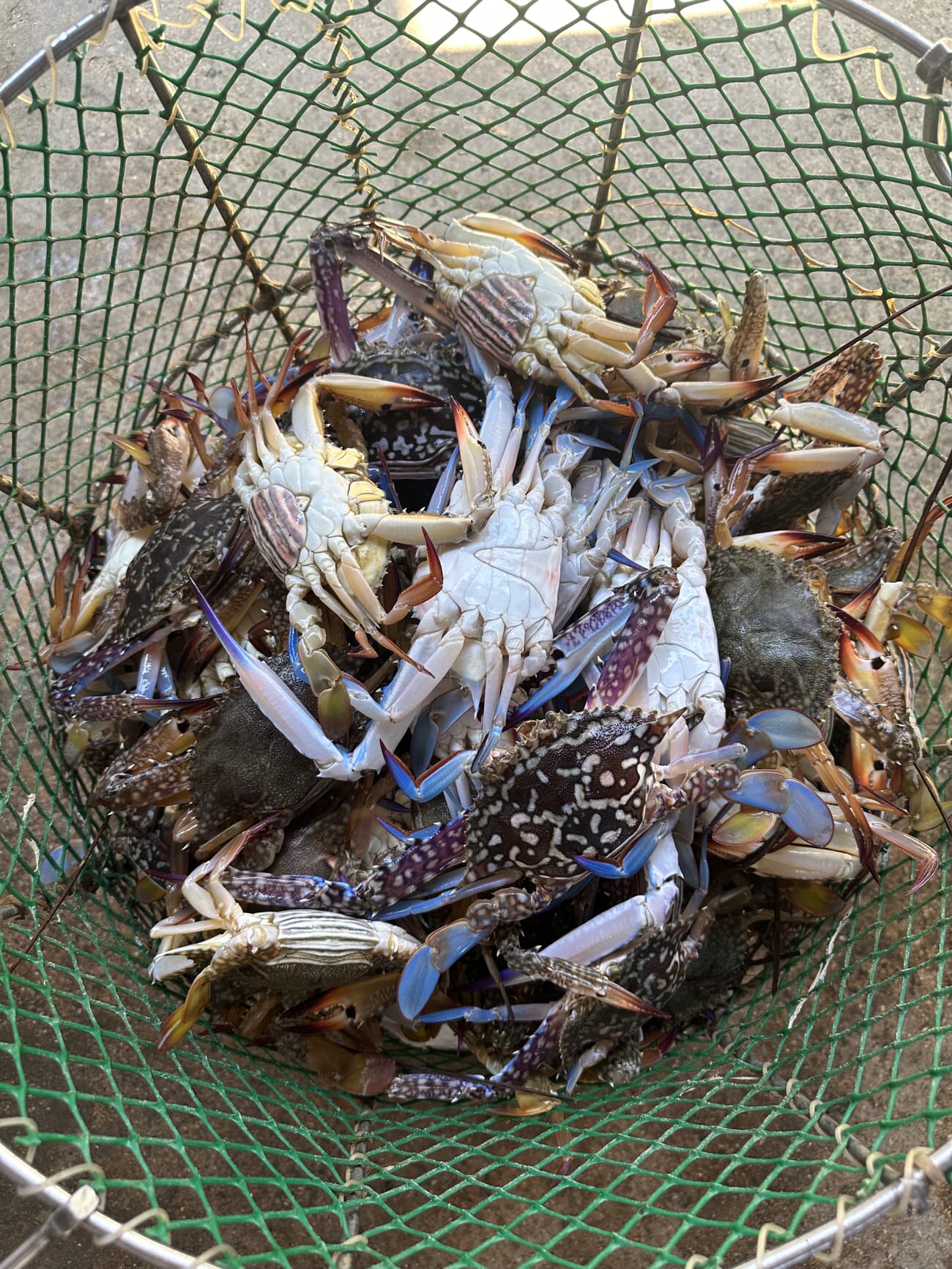 Why true traceability can help to restore the reputation of seafood ...
