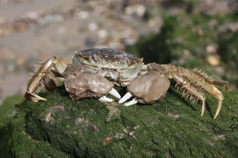 Harvesting Chinese crab from London's River Thames | The Fish Site