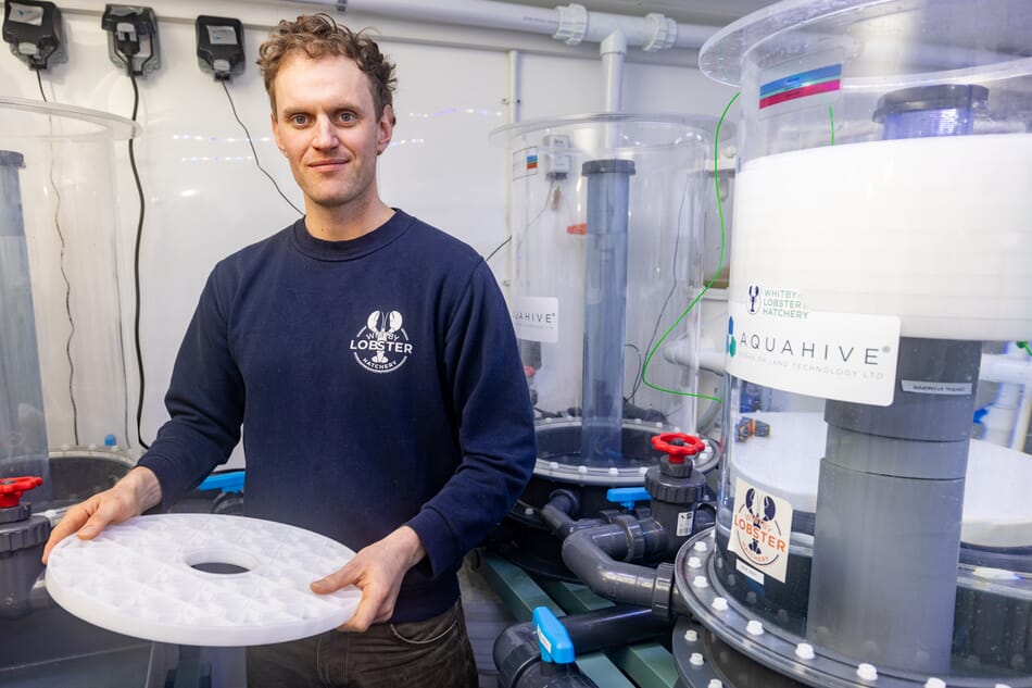 The lobster hatchery that aims to revive the fortunes of a famous ...