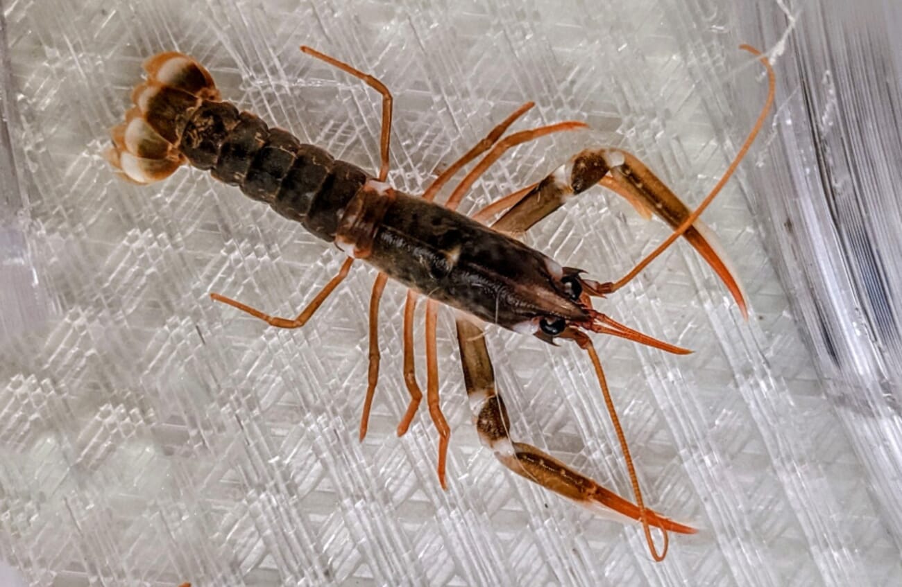 The lobster hatchery that aims to revive the fortunes of a famous ...