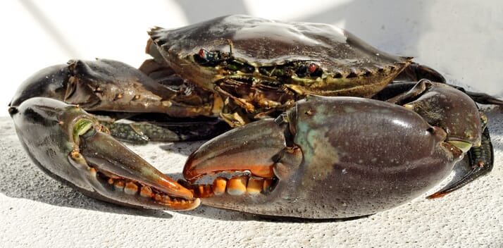 Philippines reopens trade in juvenile mangrove crabs | The Fish Site