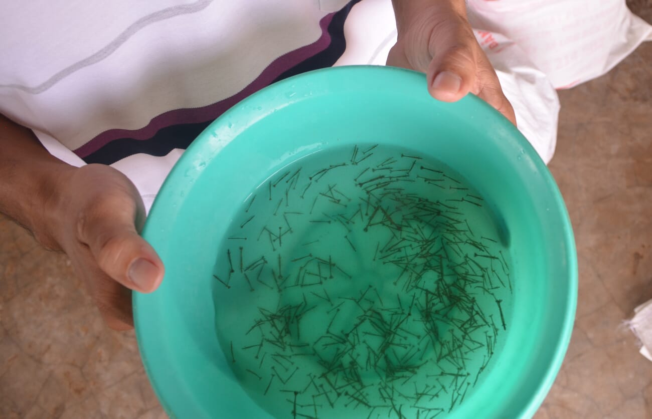 Can monodon gain ground against the monoculture of vannamei shrimp ...