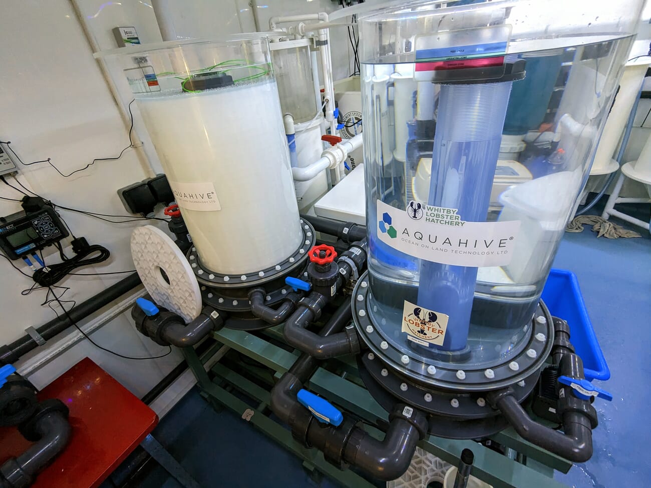 The lobster hatchery that aims to revive the fortunes of a famous ...