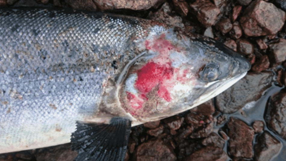 Enhancing Atlantic salmon’s resistance to sea lice | The Fish Site