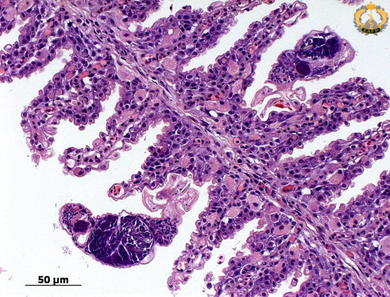 Fish pathology photo winner announced | The Fish Site