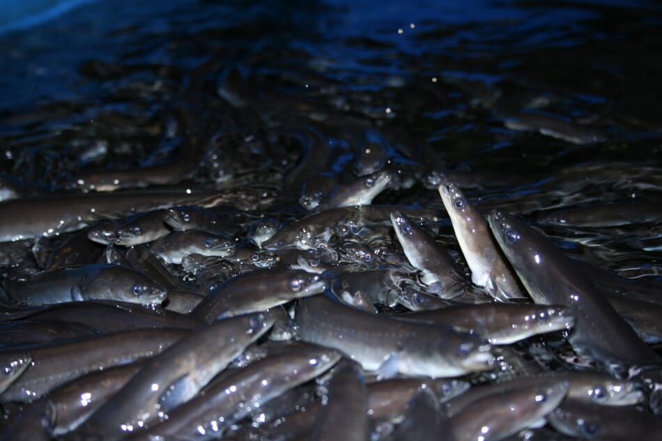 A guide to eel farming | The Fish Site