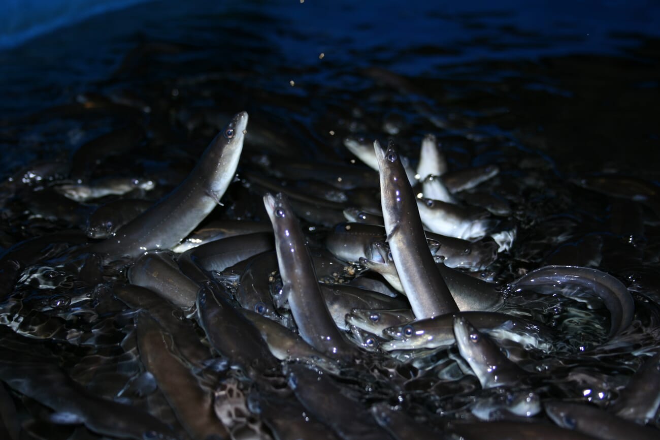 The real eel: a guide to eel farming | The Fish Site