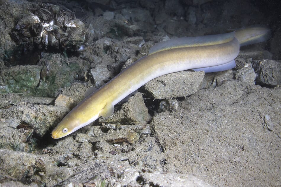 A guide to eel farming | The Fish Site