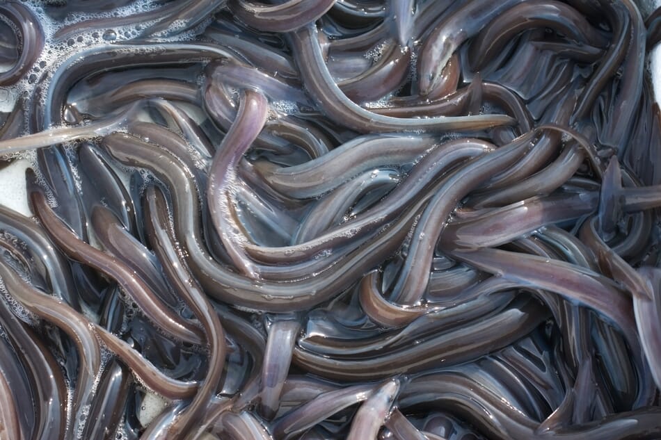 Books to look out for in 2019 | The Fish Site