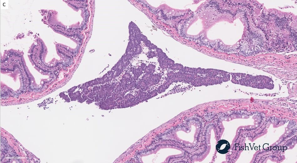 How to optimise smolt survival at the marine transfer stage | The Fish Site