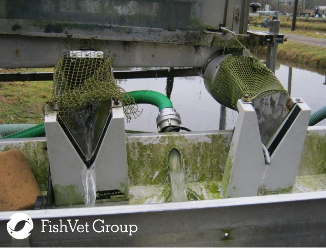 Tackling enteric redmouth disease (ERM) | The Fish Site