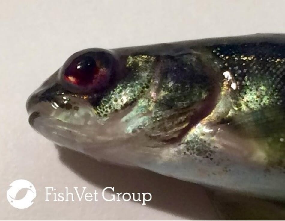 Tackling enteric redmouth disease (ERM) | The Fish Site