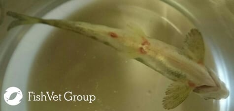 Tackling enteric redmouth disease (ERM) | The Fish Site