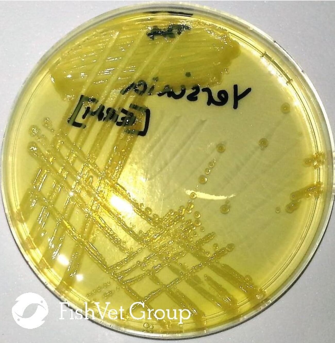 Tackling enteric redmouth disease (ERM) | The Fish Site