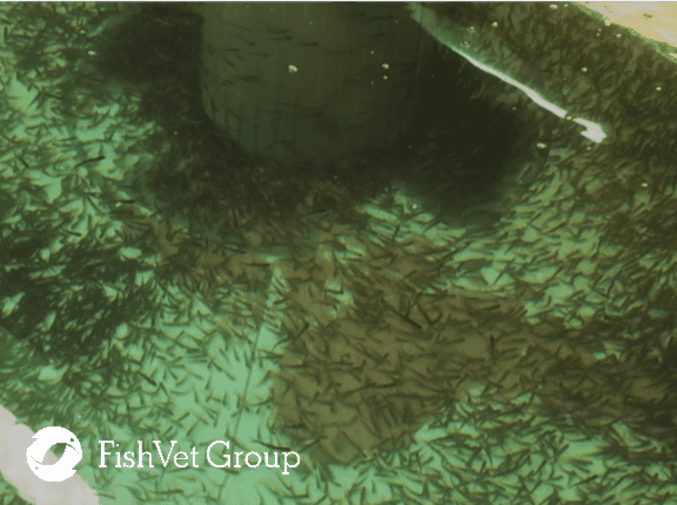 Tackling enteric redmouth disease (ERM) | The Fish Site