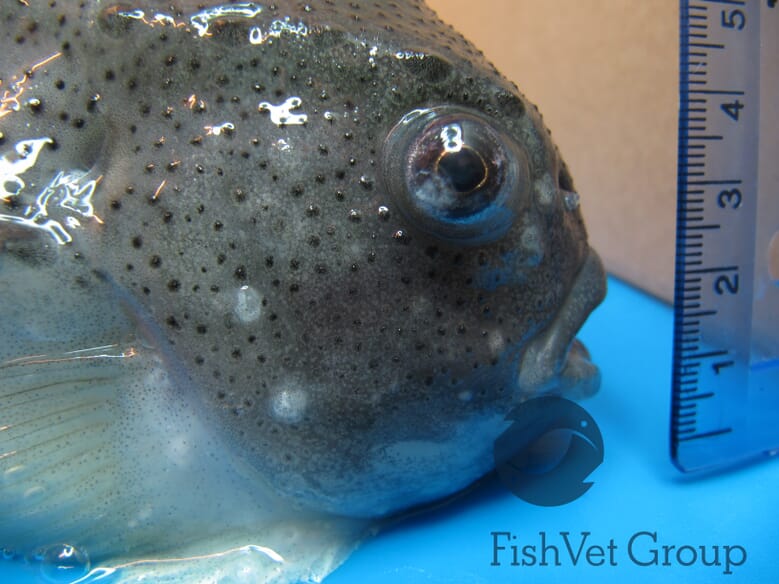 New pathogen discovered in lumpfish | The Fish Site