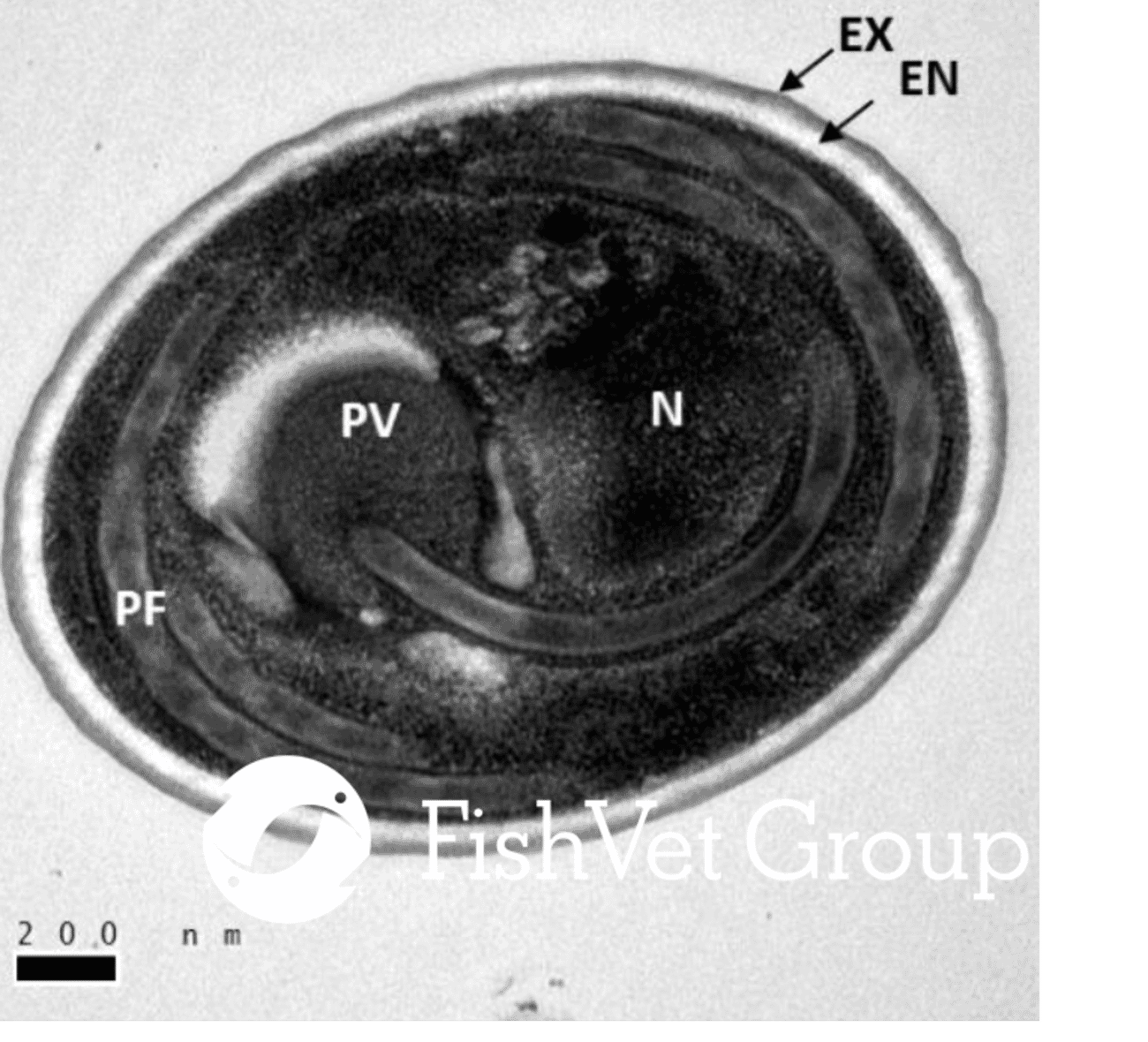 Microsporidians: a macro problem in aquaculture | The Fish Site