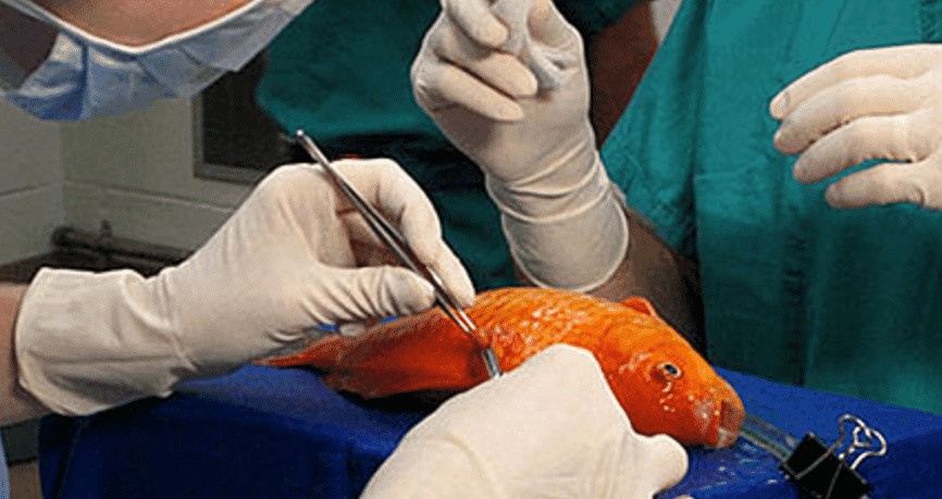 Merck Animal Health supports scholarship for 34 veterinary students ...