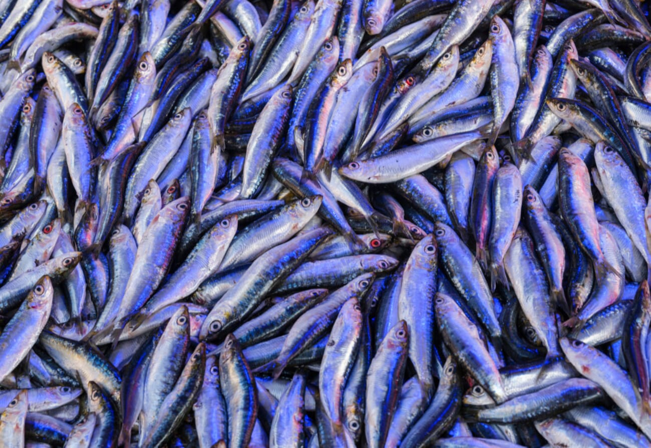 Peru wraps anchovy season as China’s fishing restrictions continue ...