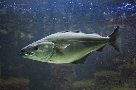 Salmon farms shown to downgrade quality of local saithe | The Fish Site