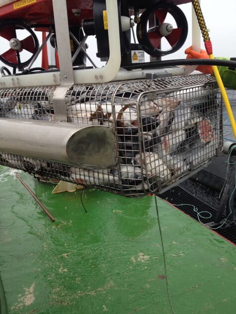 Mort removal made easy | The Fish Site