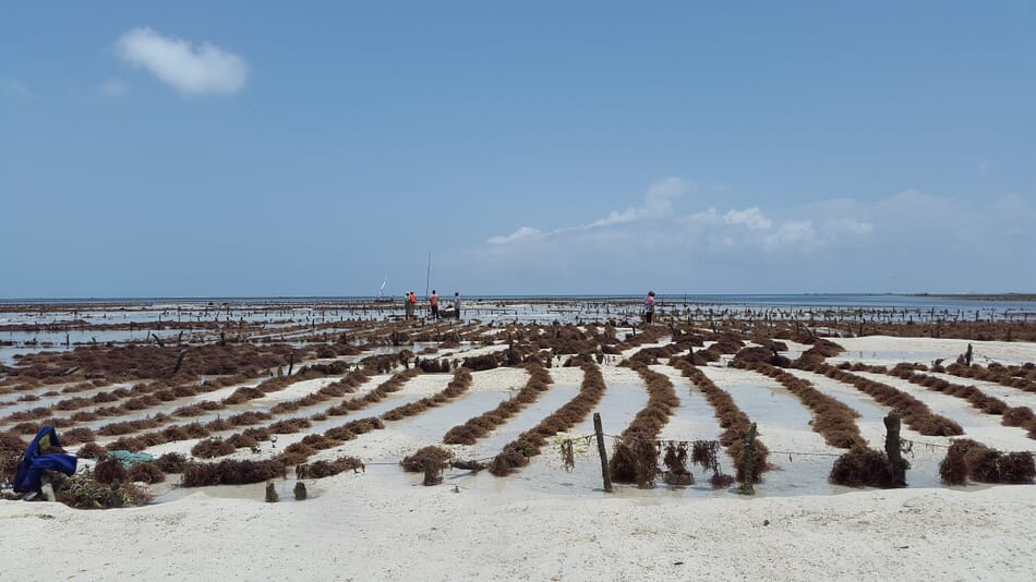 Low trophic aquaculture given high research priority | The Fish Site