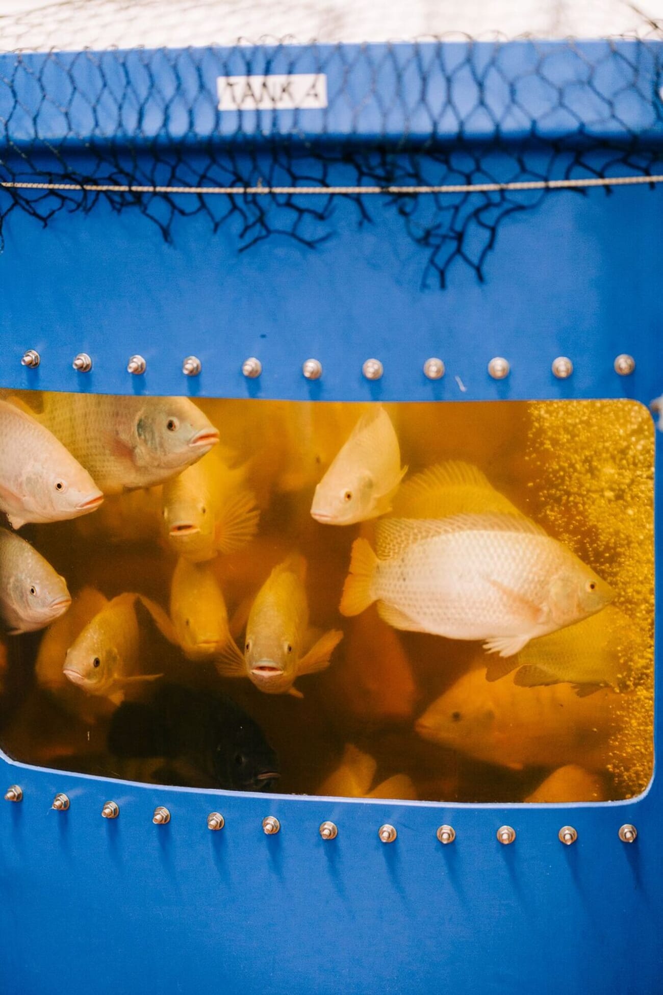 Cutting aquaponics costs is more than pot luck | The Fish Site
