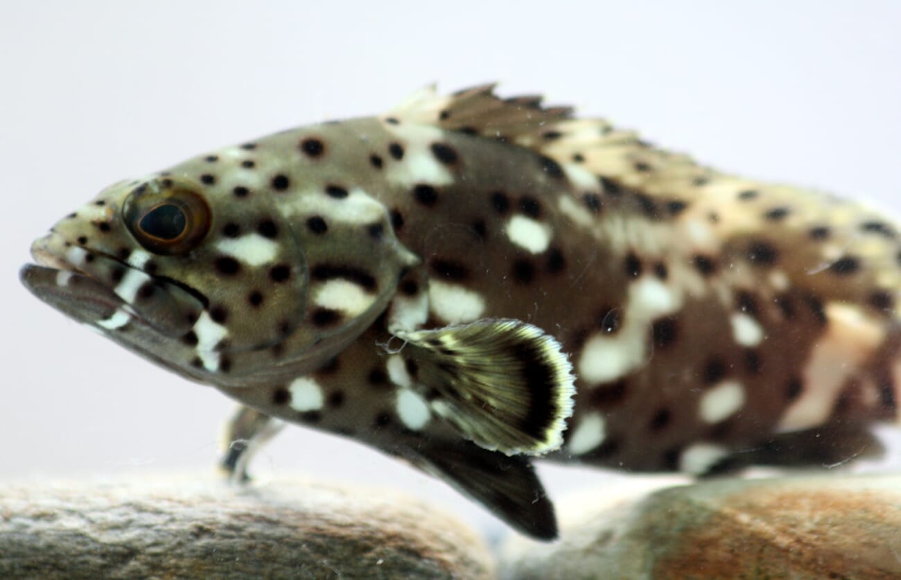 Super grouper: advances in RAS production in Asia | The Fish Site