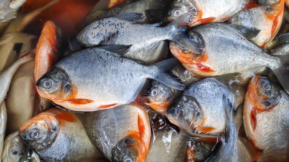 Why pacu could become a major freshwater aquaculture contender | The ...