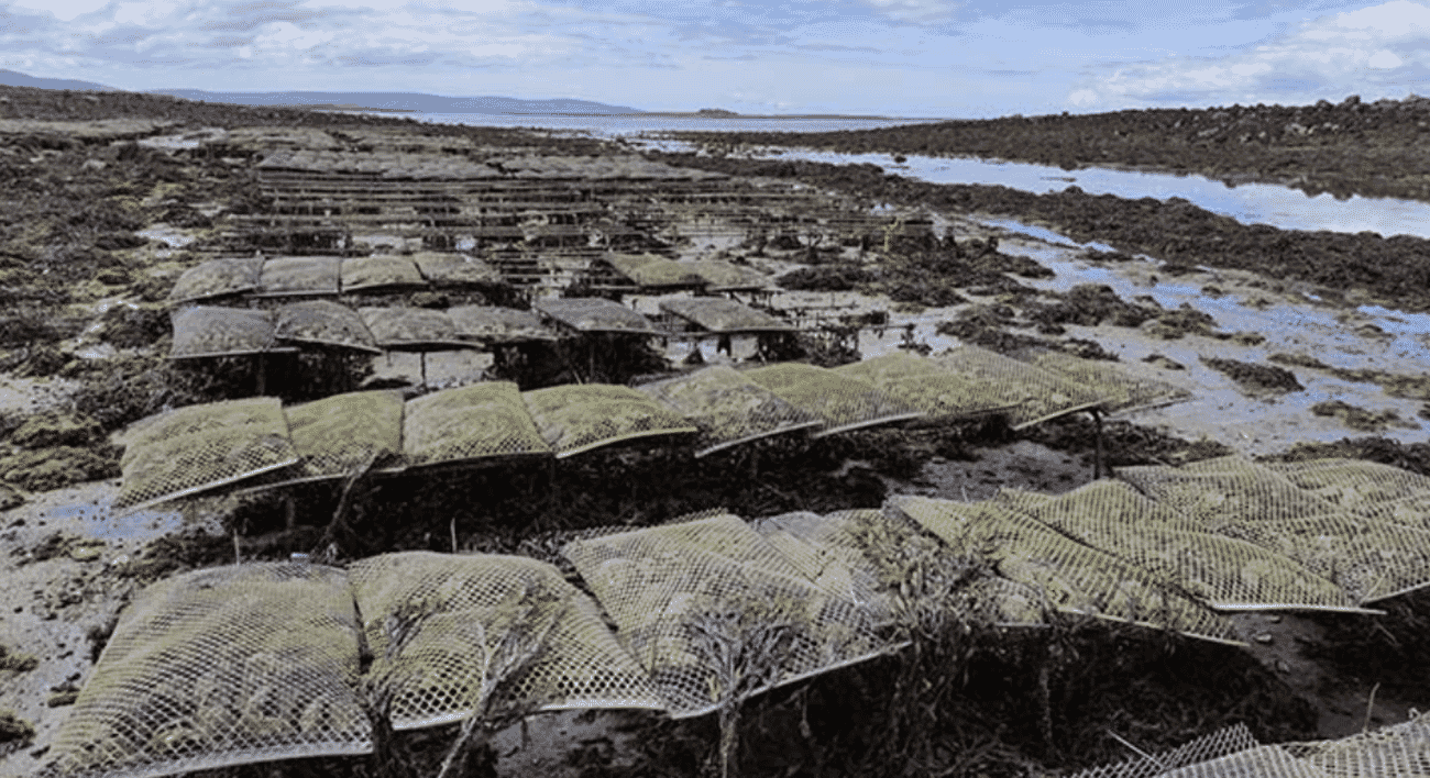 Assessing the ecosystem services of farmed shellfish | The Fish Site