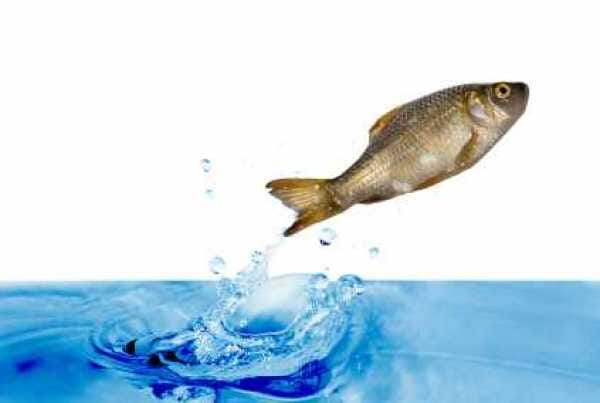 CID Lines wins the Trends Magazine award | The Fish Site