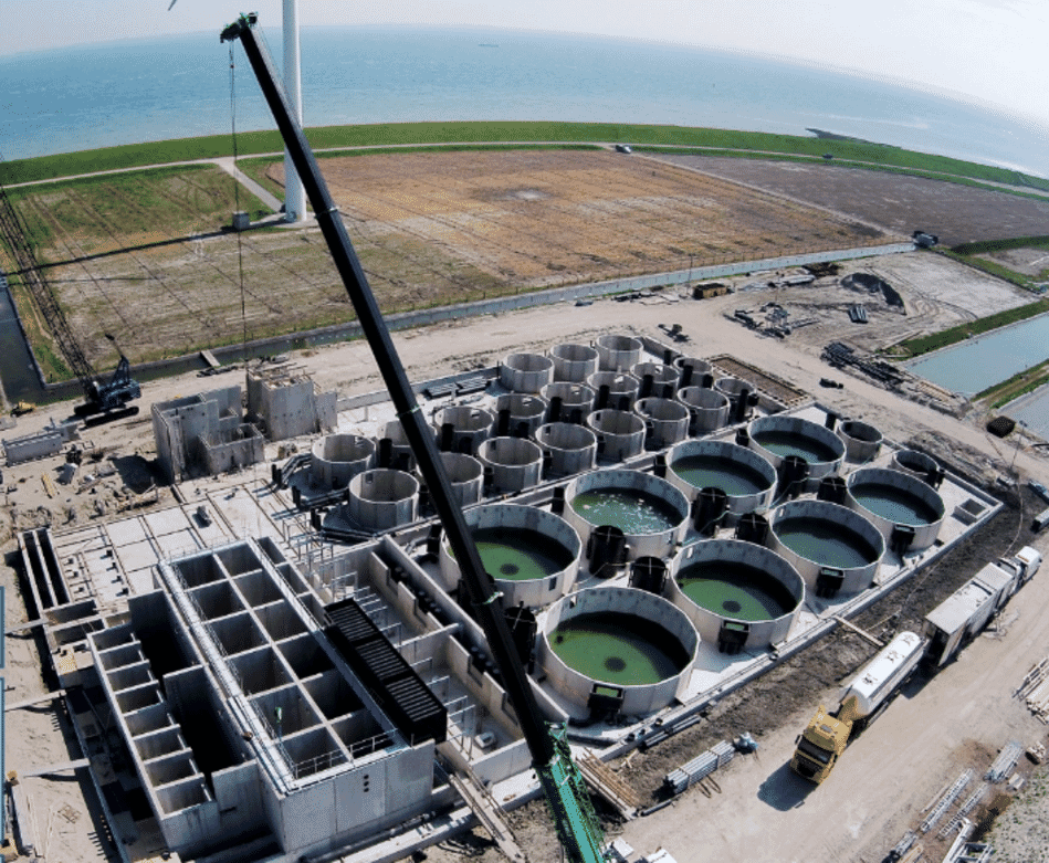 Europe's first farmed yellowtail nears commercial launch | The Fish Site