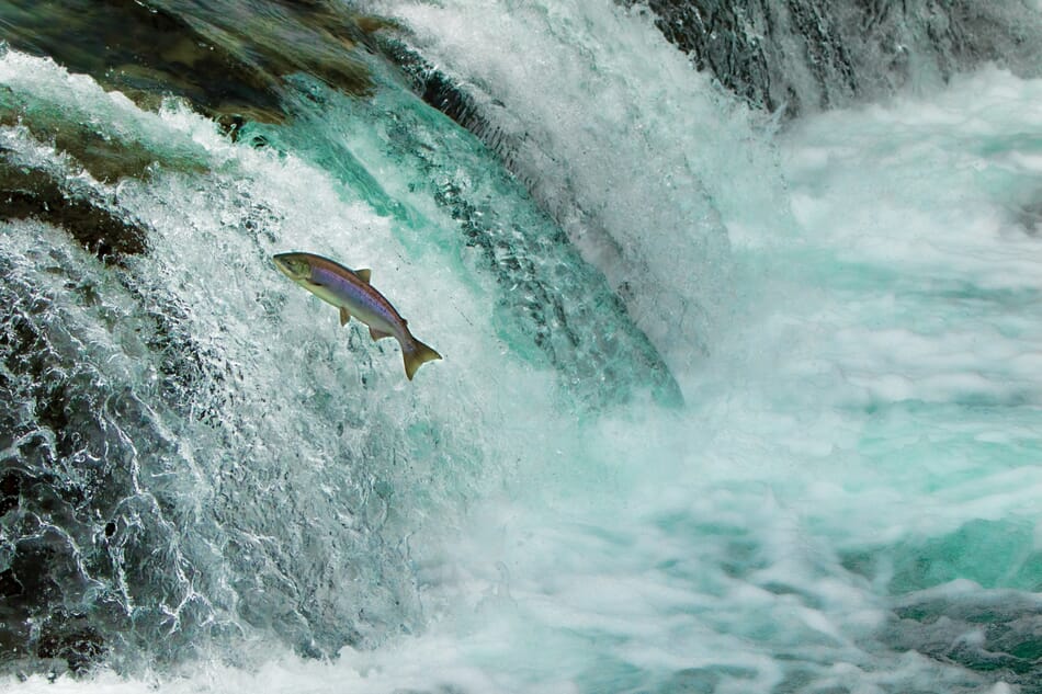 $1 million grant awarded to advance alt-salmon fillets | The Fish Site