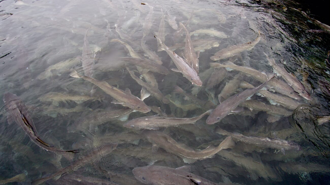 The search for novel seafood transport solutions | The Fish Site