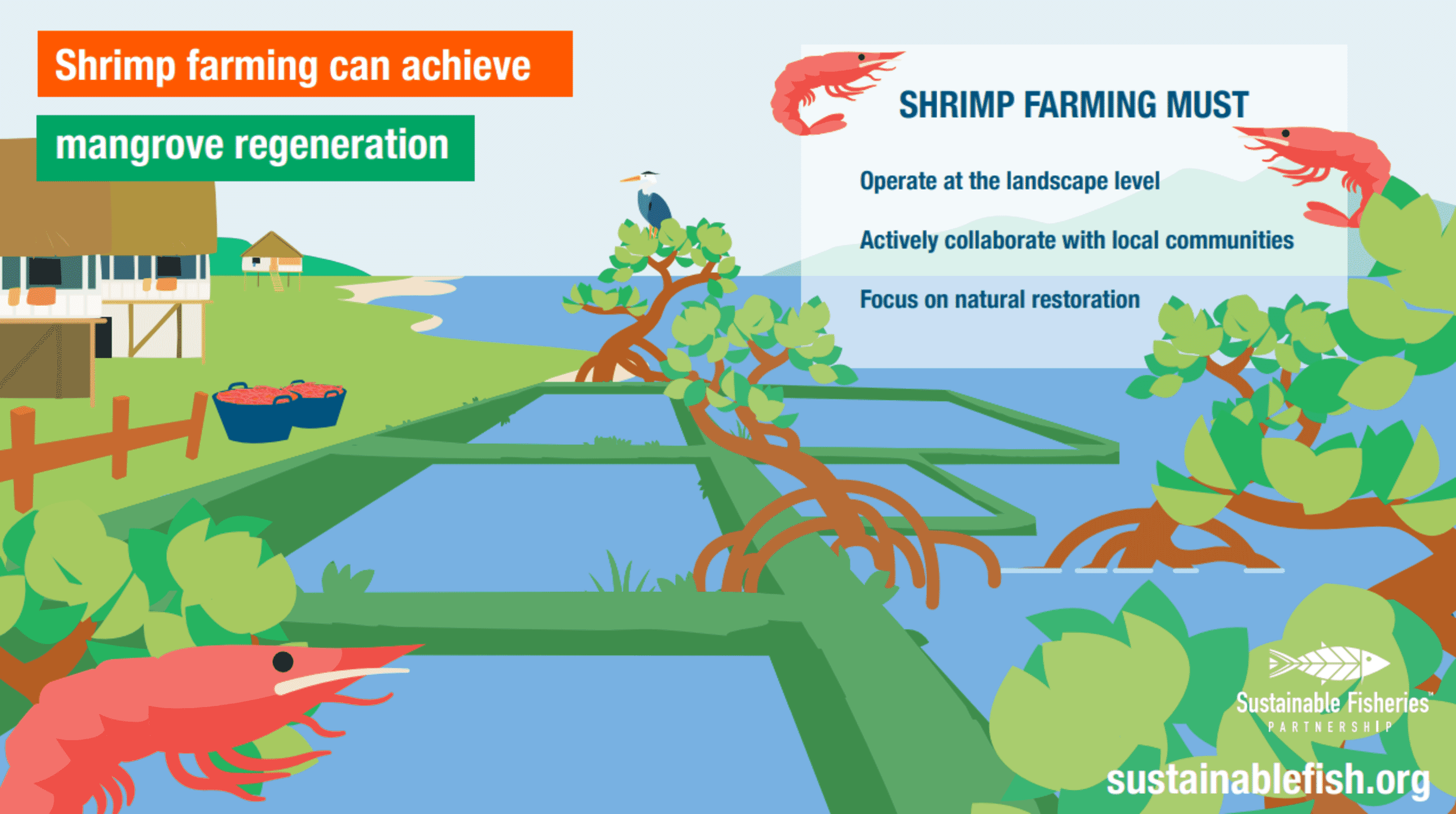 Shrimp farming can help regenerate mangroves | The Fish Site
