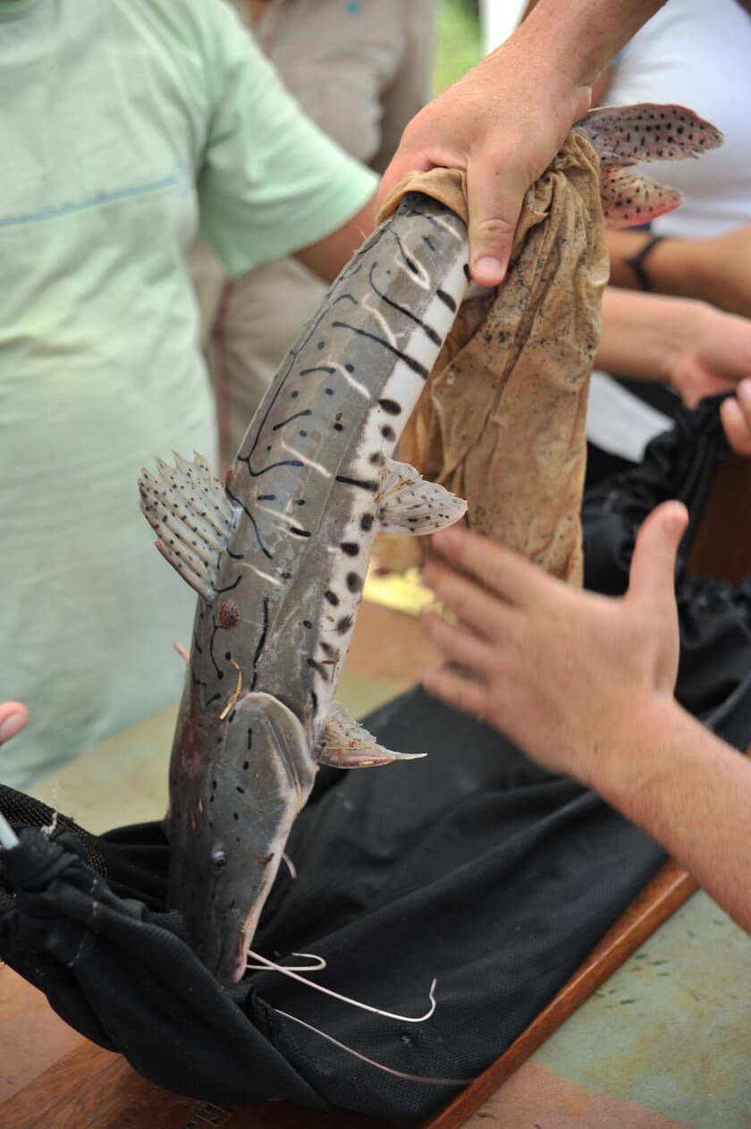 Local heroes: embracing the culture of native fish species in Brazil ...