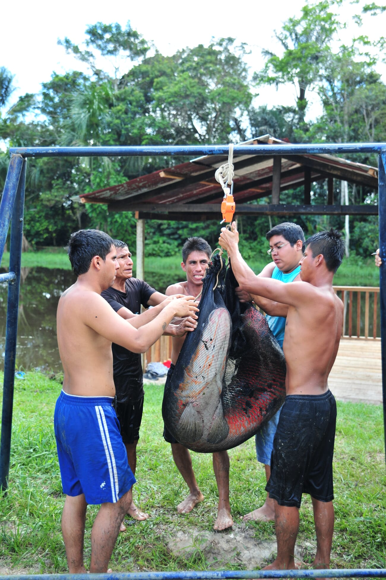 Local heroes: embracing the culture of native fish species in Brazil ...